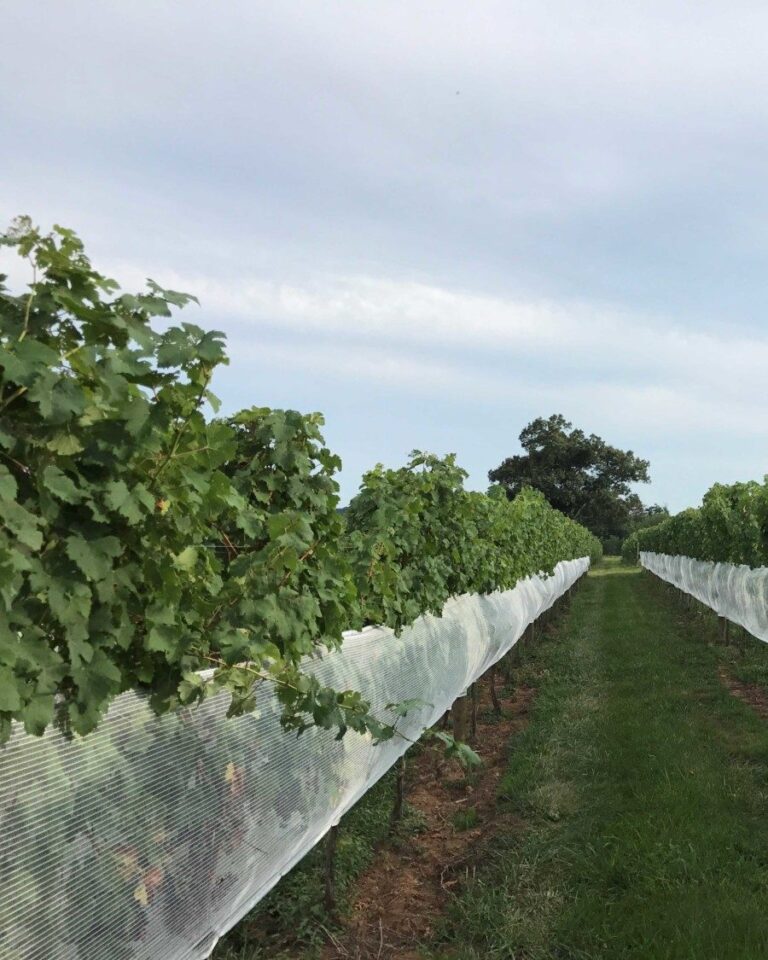 Mount Fair Vineyard - Mount Fair Vineyard
